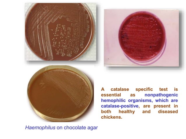 Haemophilus.ppt BACTERIOLOGY Haemophilus | PPT
