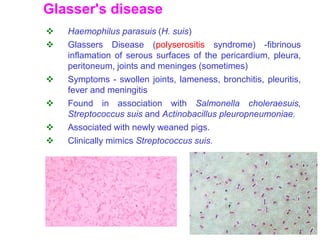 Haemophilus.ppt BACTERIOLOGY Haemophilus | PPT