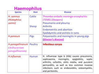 Haemophilus.ppt BACTERIOLOGY Haemophilus | PPT