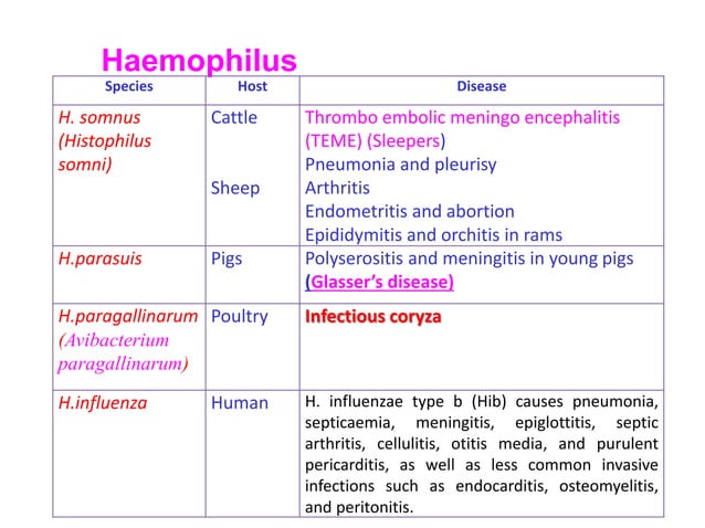 Haemophilus.ppt BACTERIOLOGY Haemophilus | PPT