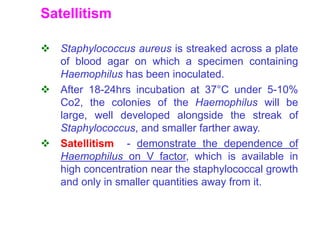 Haemophilus.ppt BACTERIOLOGY Haemophilus | PPT