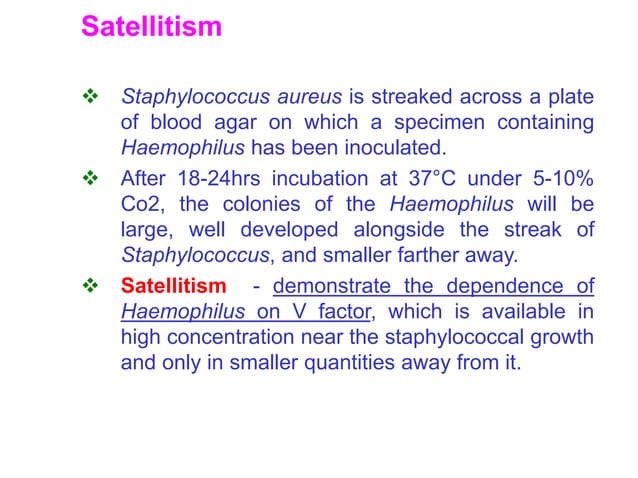 Haemophilus.ppt BACTERIOLOGY Haemophilus | PPT