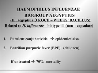 Haemophilus --all sps | PPT