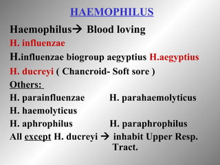 Haemophilus --all sps | PPT