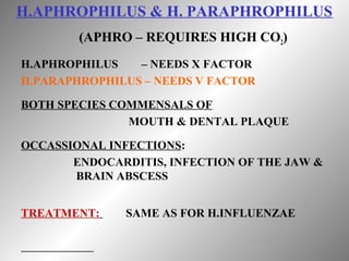 Haemophilus --all sps | PPT