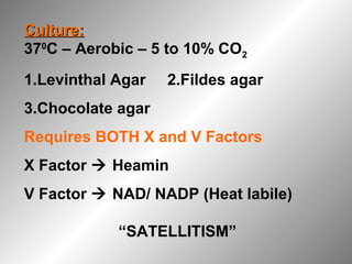 Haemophilus --all sps | PPT