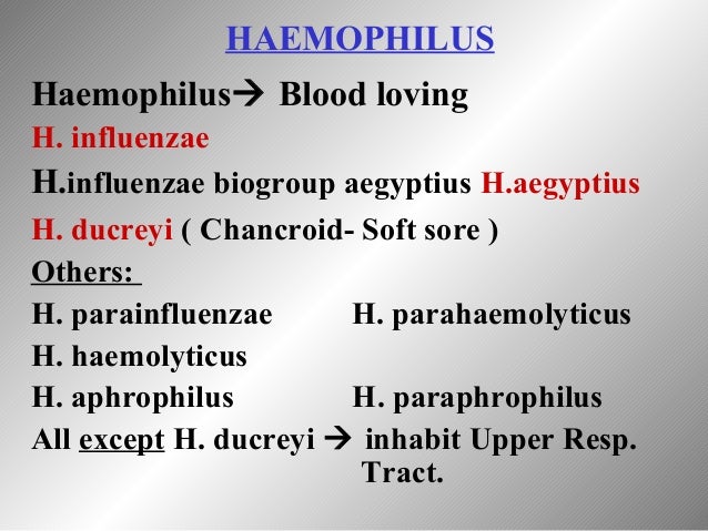 Haemophilus influenzae biogroup aegyptius - Alchetron, the free social ...