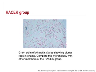 Haemophilus and other fastidious gram negative rods /certified fixed ...