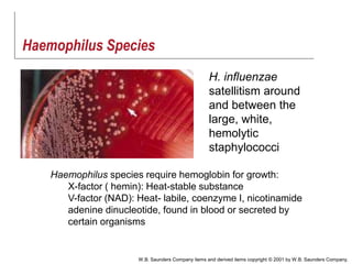 Haemophilus and other fastidious gram negative rods /certified fixed ...