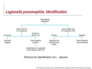 Gram Negative Rods Chart