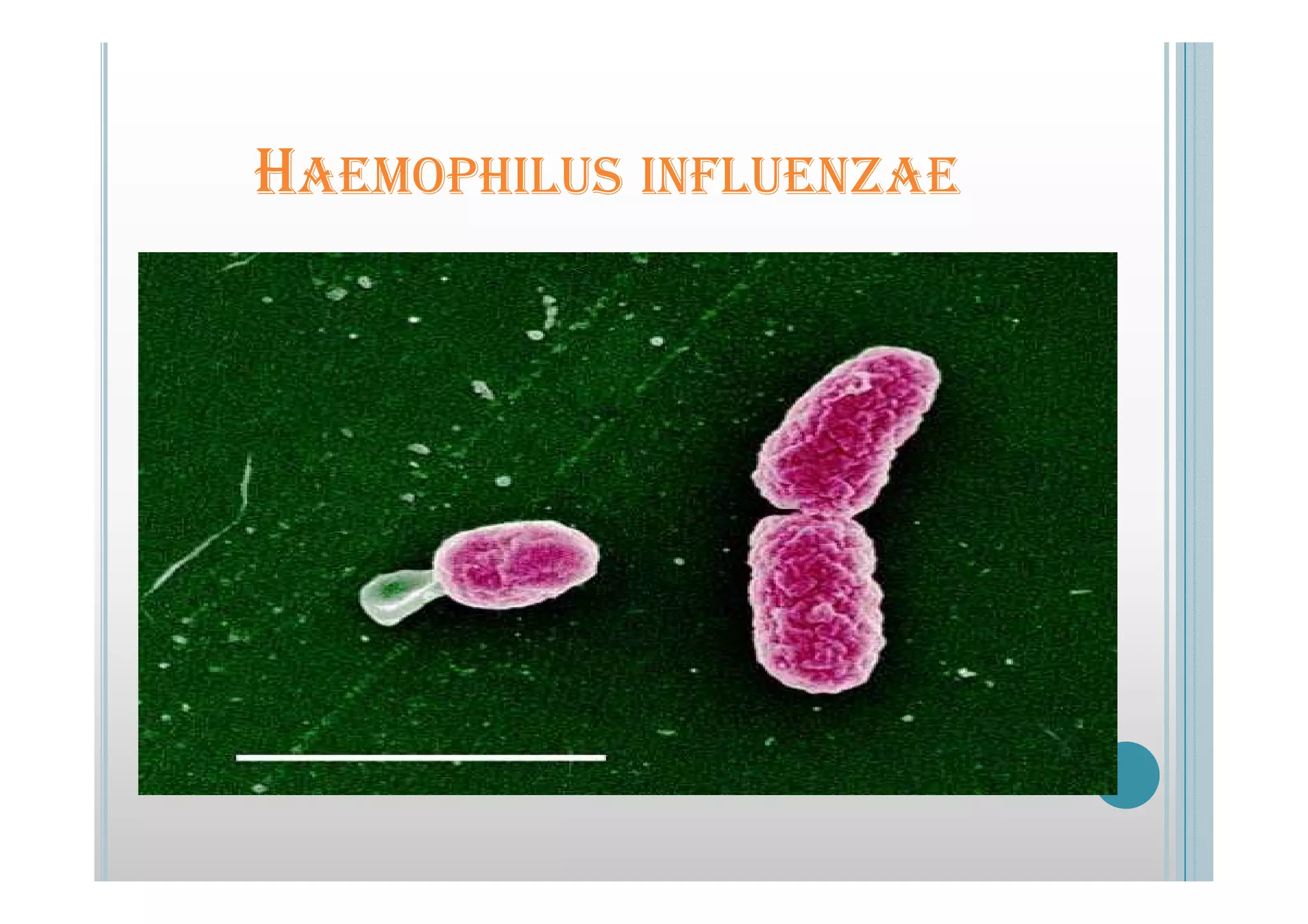 Haemophilus Influenzae Y Otros Haemophilus Spp Exposicion [Modo De ...
