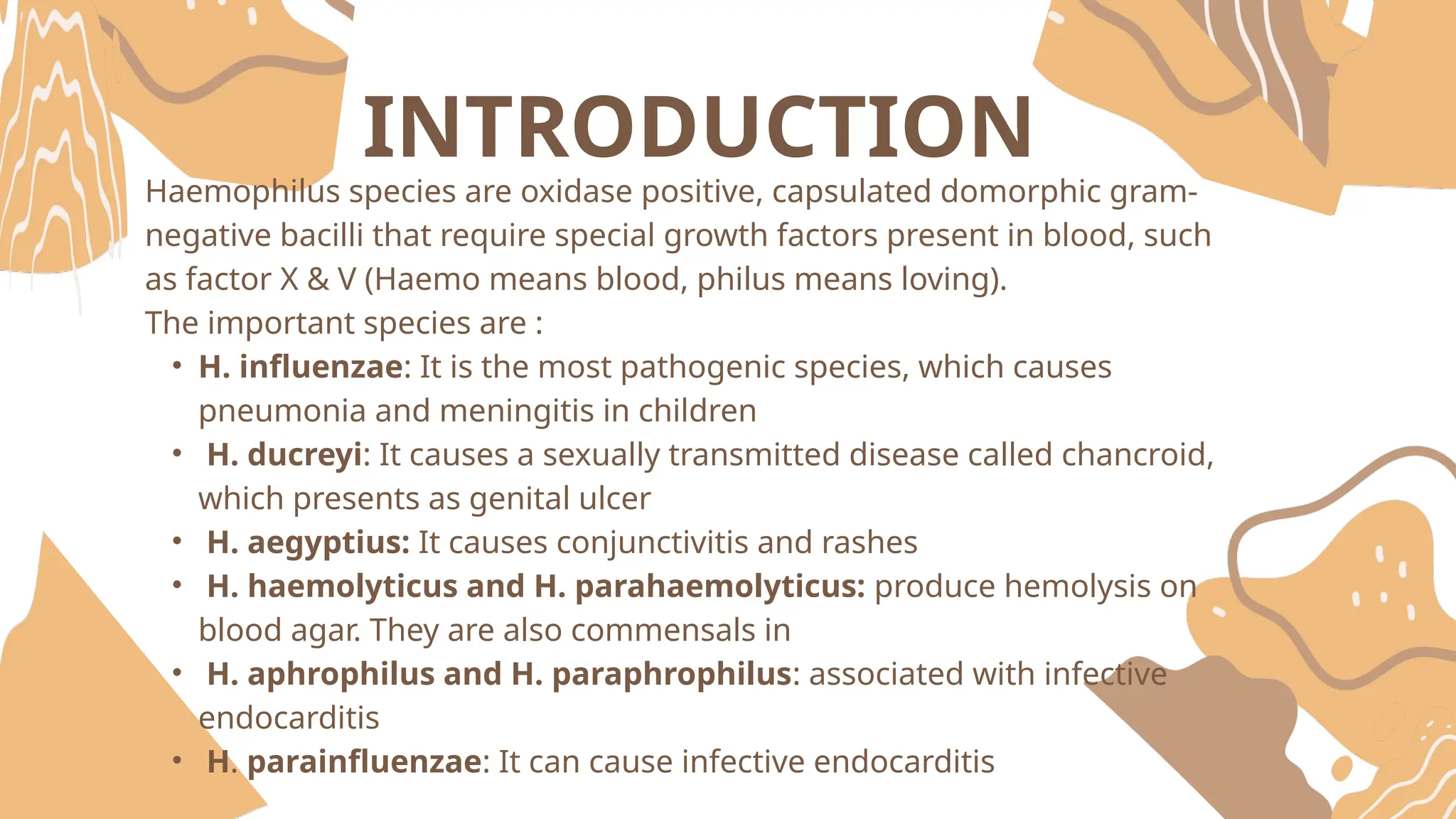 HAEMOPHILUS INFLUENZA vb.pptx.pptxggbbnn | PPTX