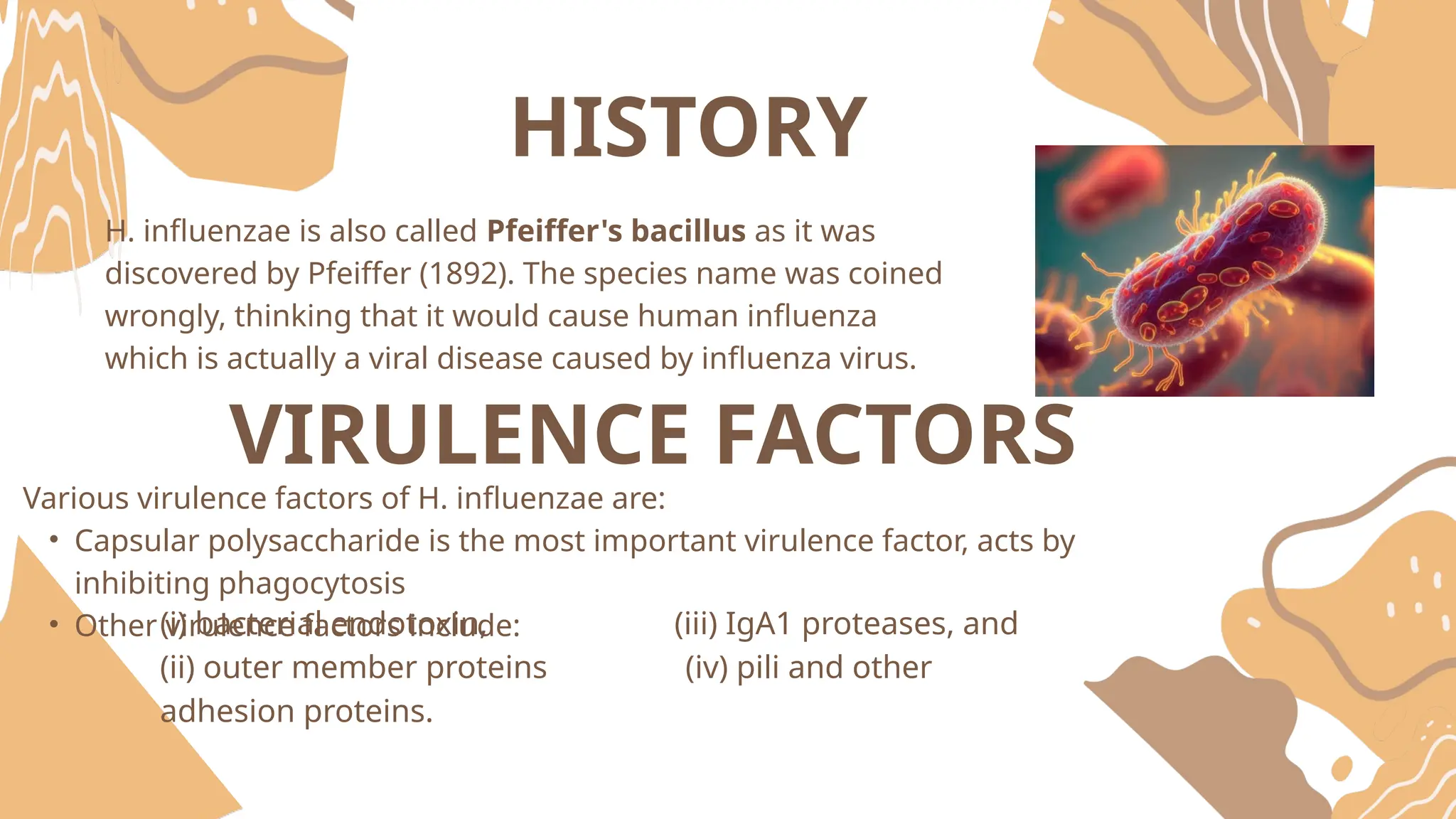 HAEMOPHILUS INFLUENZA vb.pptx.pptxggbbnn | PPTX
