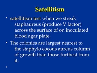 Haemophilus Influenzae Satellitism