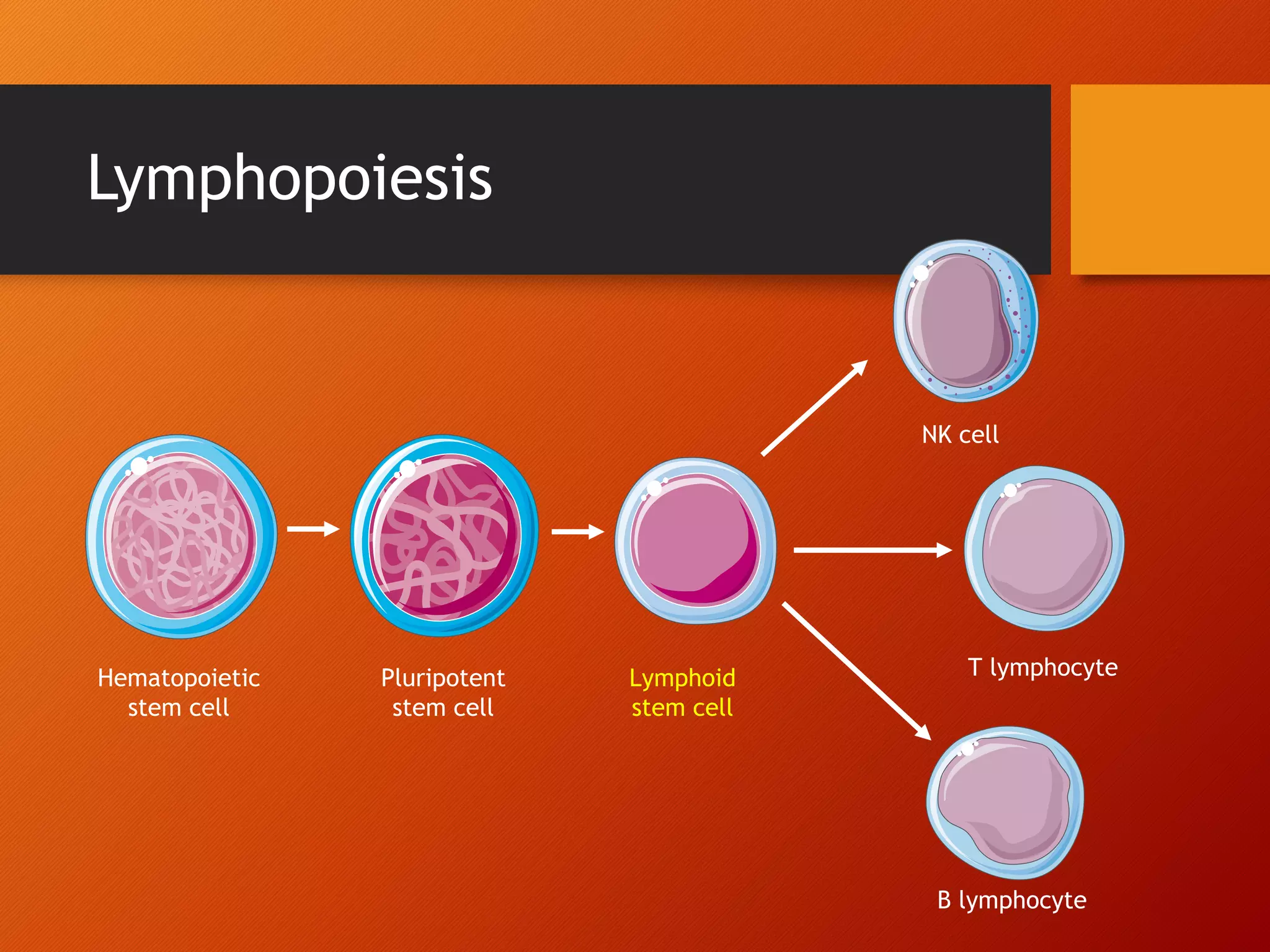 Haemopoiesis | PPTX