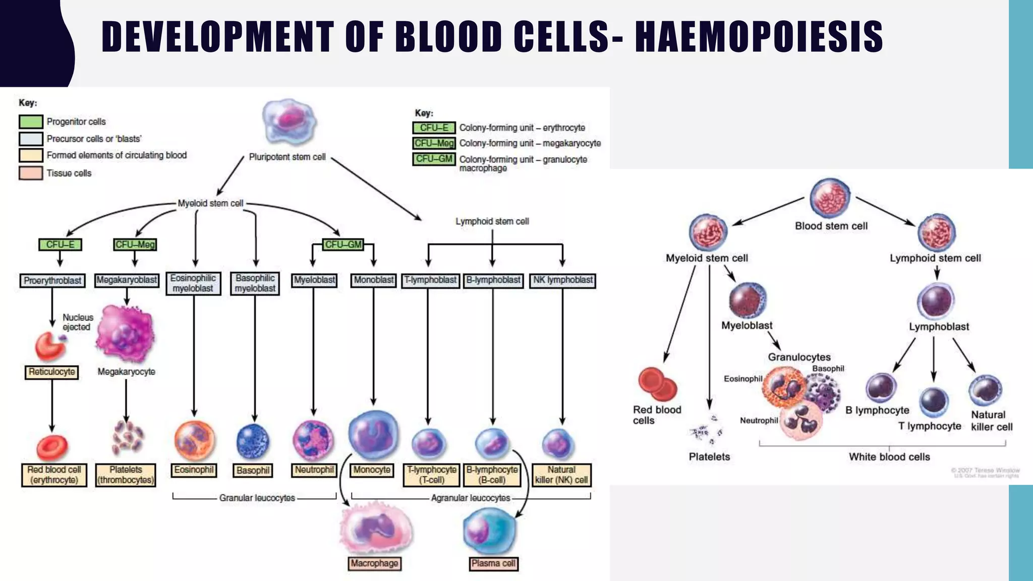 Haemopoiesis, RBC’s, erythropoiesis, life span, oxygen transport.pptx