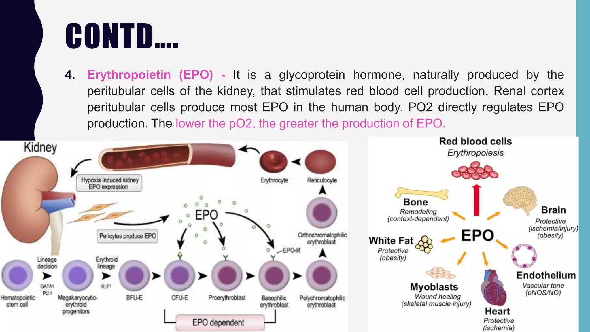 Haemopoiesis, RBC’s, erythropoiesis, life span, oxygen transport.pptx