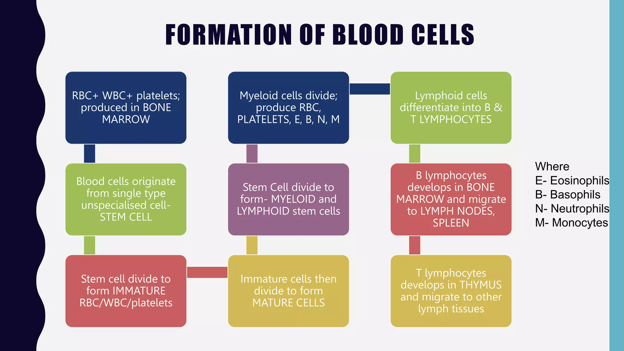 Haemopoiesis, RBC’s, erythropoiesis, life span, oxygen transport.pptx
