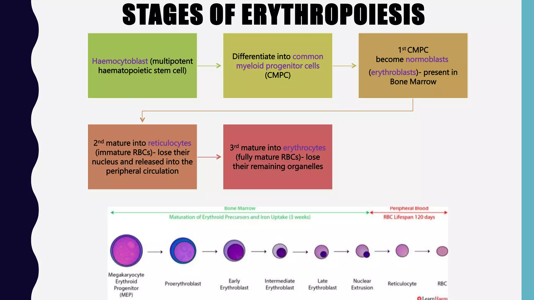 Haemopoiesis, RBC’s, erythropoiesis, life span, oxygen transport.pptx