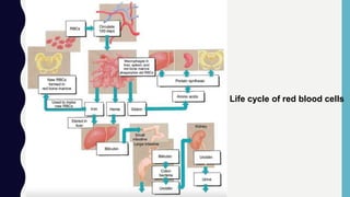 Haemopoiesis, RBC’s, erythropoiesis, life span, oxygen transport.pptx