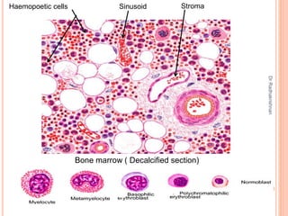 Bone Marrow Histology Labeled