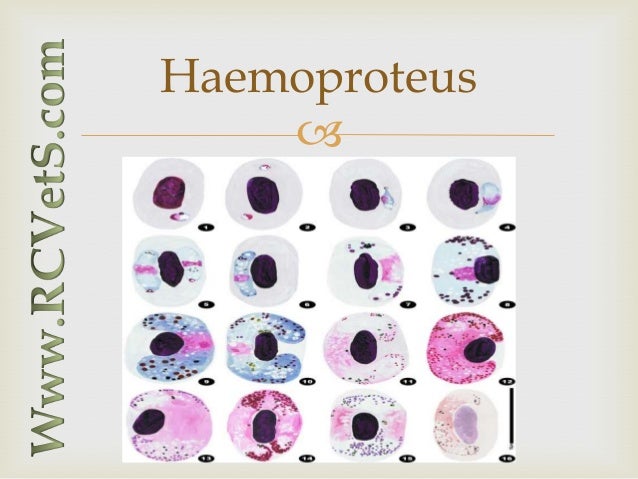Haemoproteus