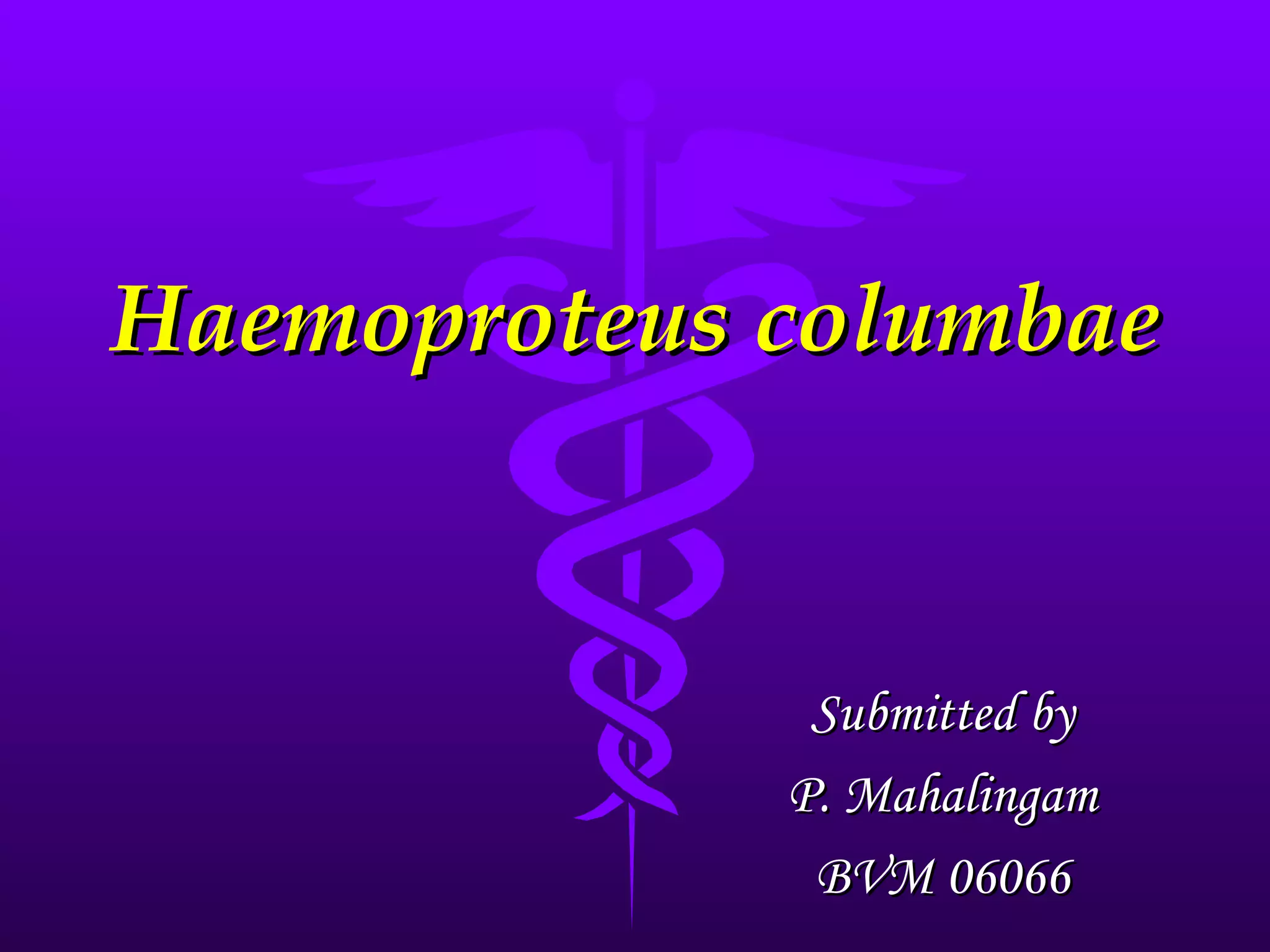 Haemoproteus Columbae | PPT