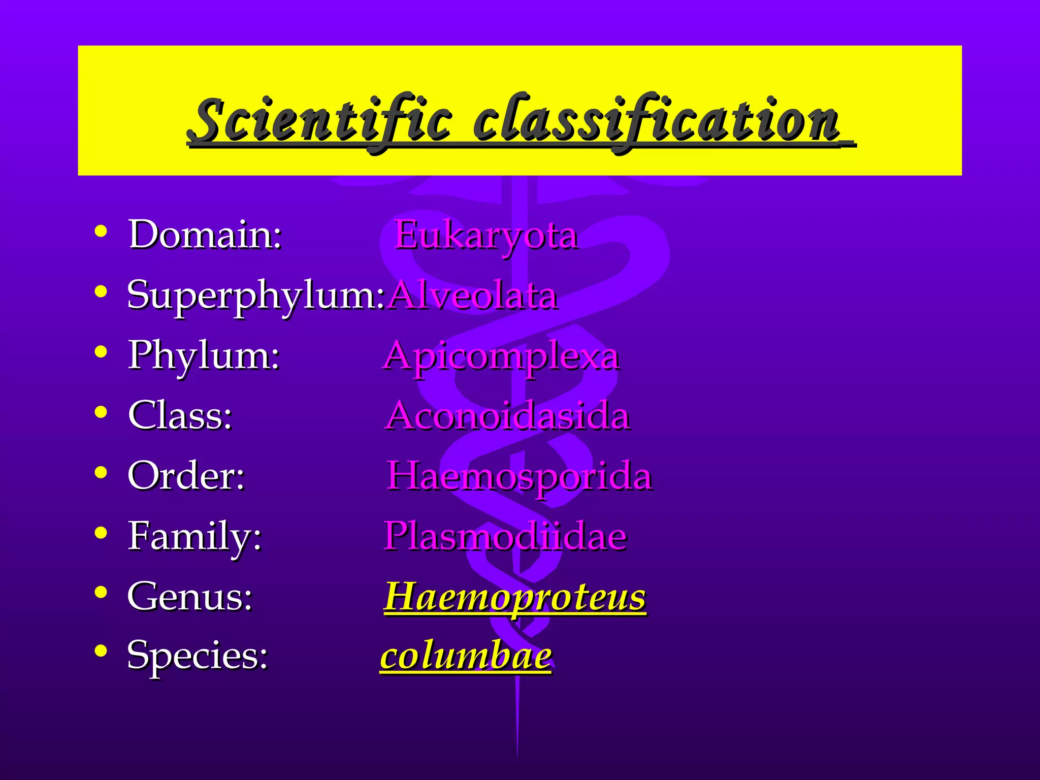 Haemoproteus Columbae | PPT