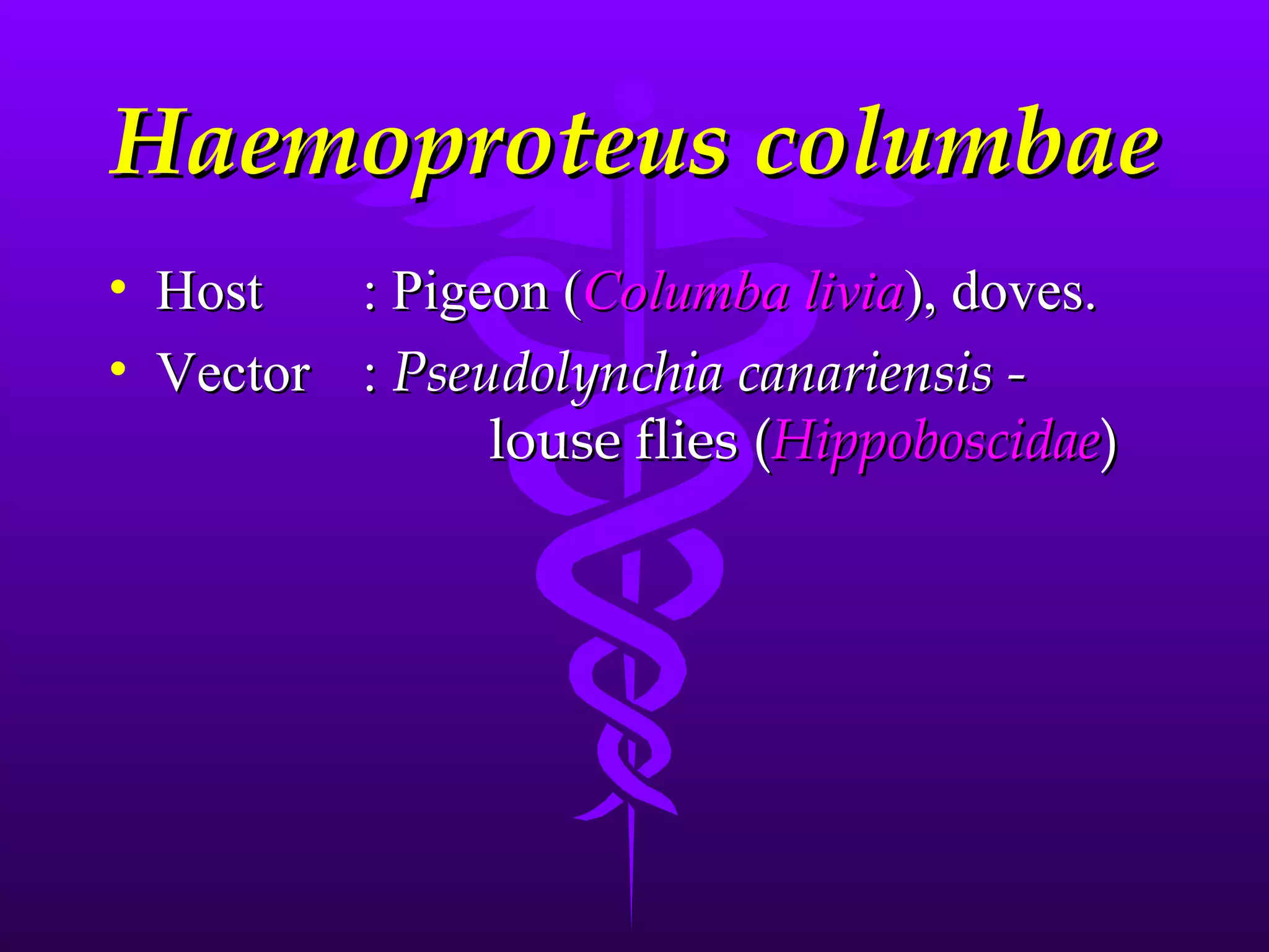 Haemoproteus Columbae | PPT