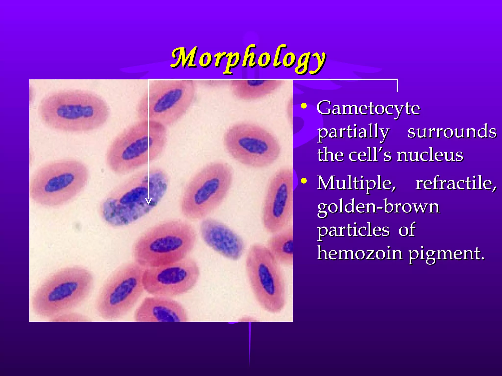 Haemoproteus Columbae | PPT