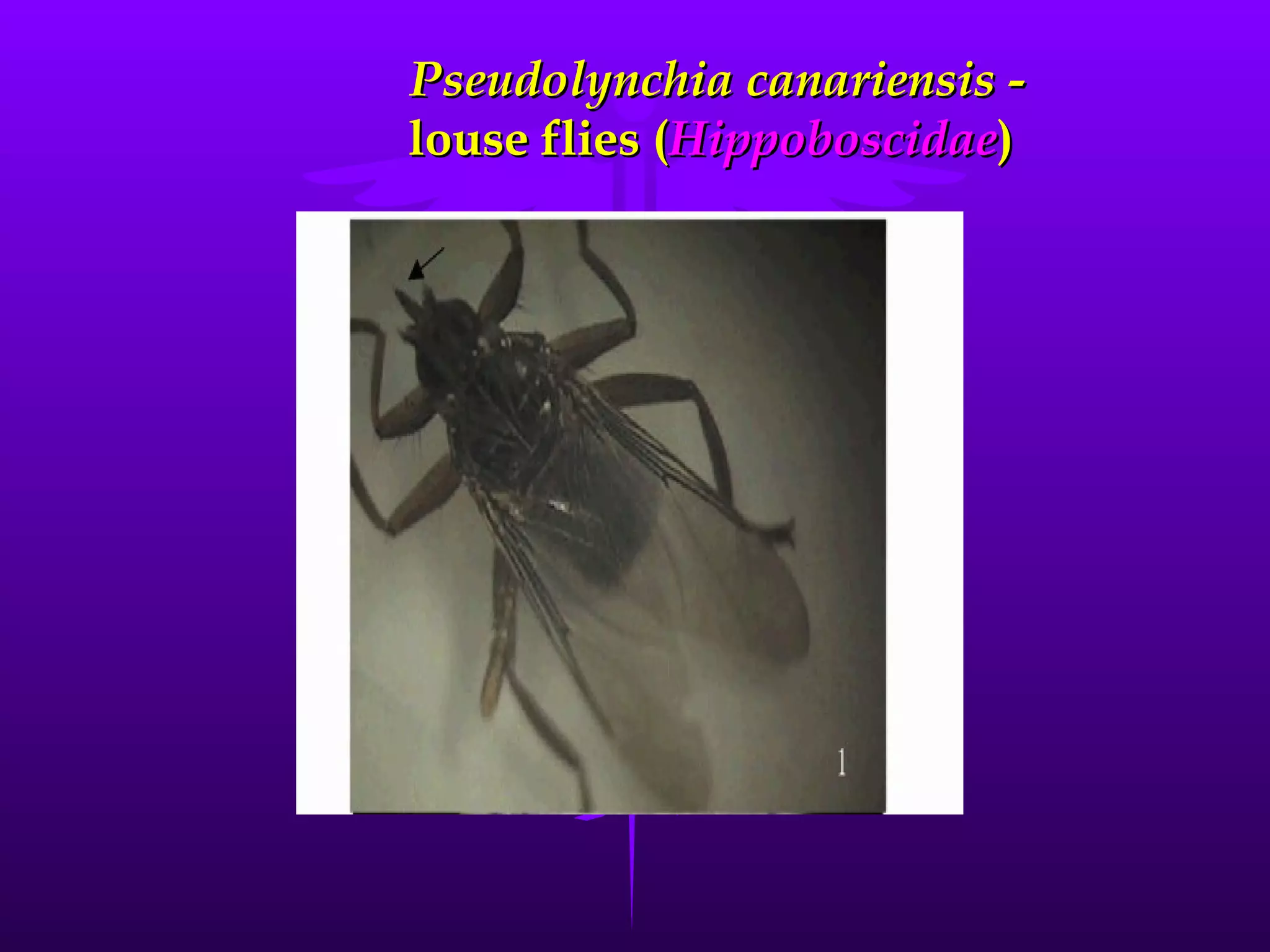 Haemoproteus Columbae | PPT