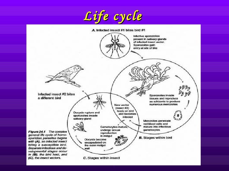 Haemoproteus Columbae