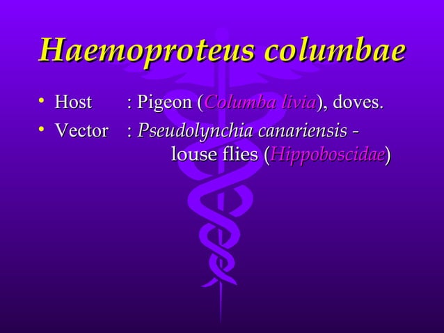 Haemoproteus Columbae | PPT | Birds | Pets