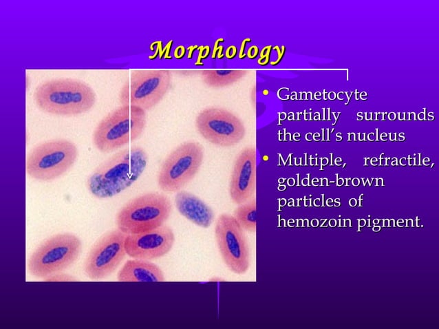 Haemoproteus Columbae | PPT | Birds | Pets
