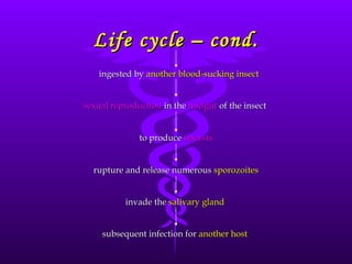 Haemoproteus Columbae | PPT