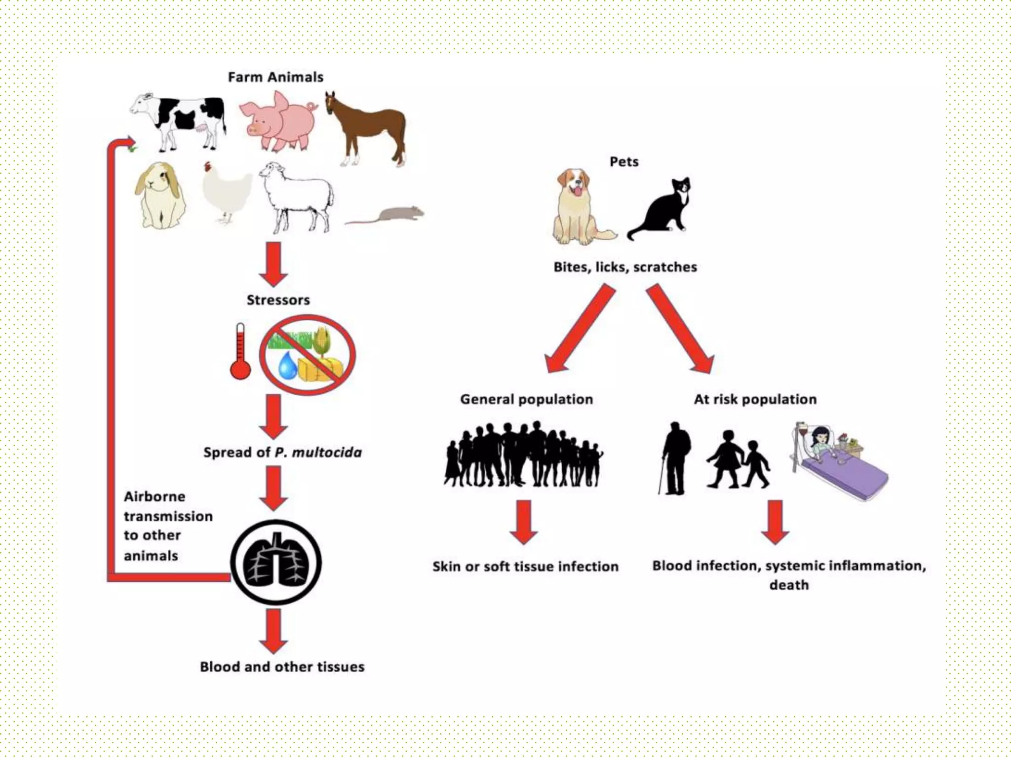 Haemorrhagic sapticemia in Livestock | PPTX