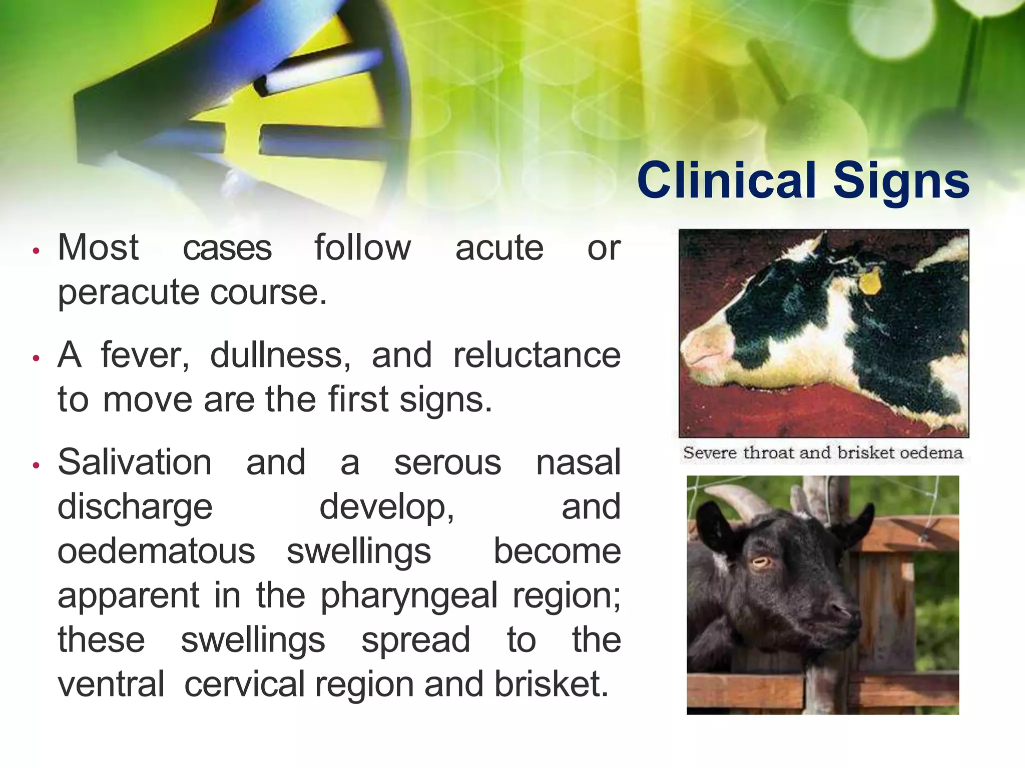 Haemorrhagic sapticemia in Livestock | PPTX
