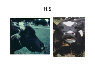 Haemorrhagic_Septicemia in Ruminant ,Gal ghotus | PPTX