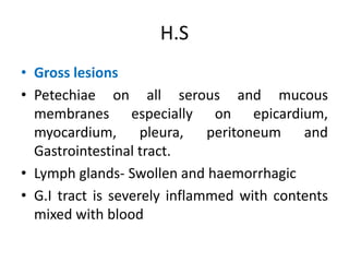 Haemorrhagic_Septicemia in Ruminant ,Gal ghotus | PPTX