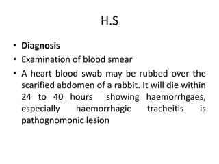 Haemorrhagic_Septicemia in Ruminant ,Gal ghotus | PPTX