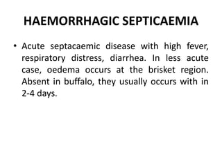 Haemorrhagic_Septicemia in Ruminant ,Gal ghotus | PPTX