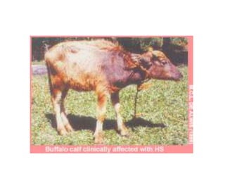 Haemorrhagic_Septicemia in Ruminant ,Gal ghotus | PPTX