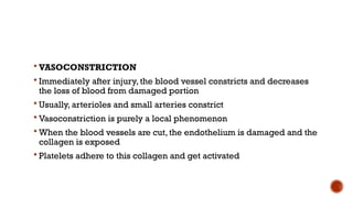 Haemostasis: Body stops bleeding via vessel constrict, platelet plug ...