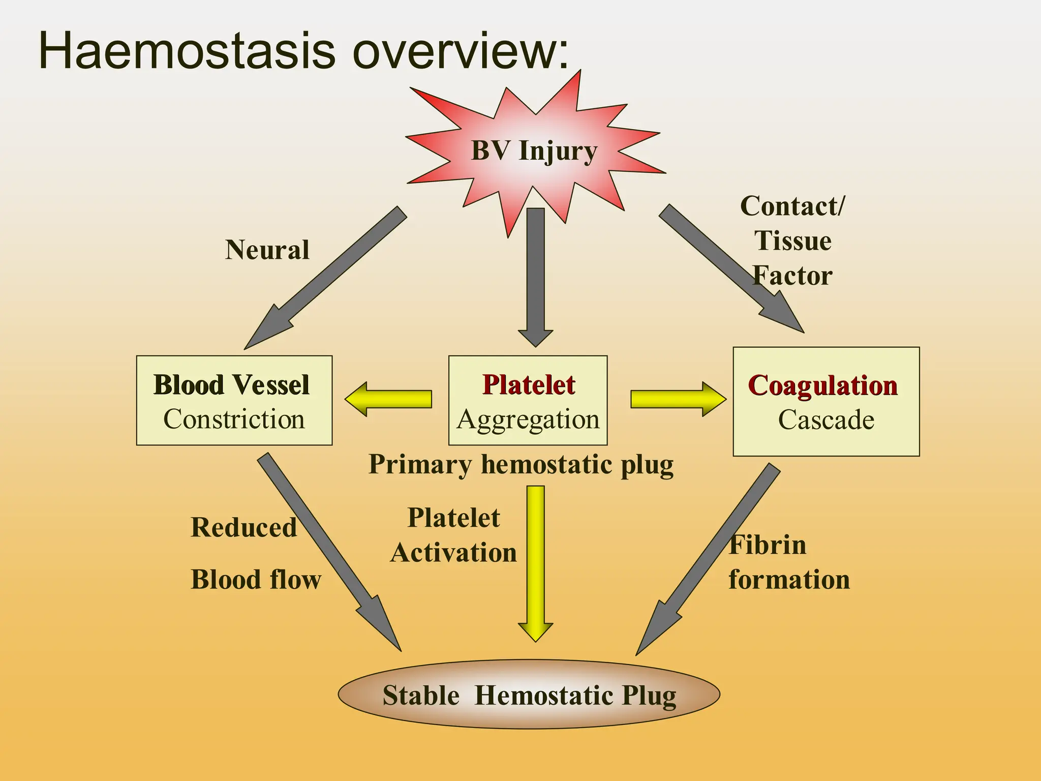 HAEMOSTASIS lecture Hematology Department .ppt
