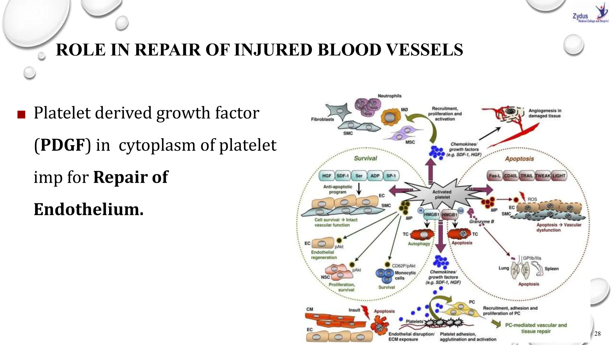 Platelet and Haemostasis.pptx