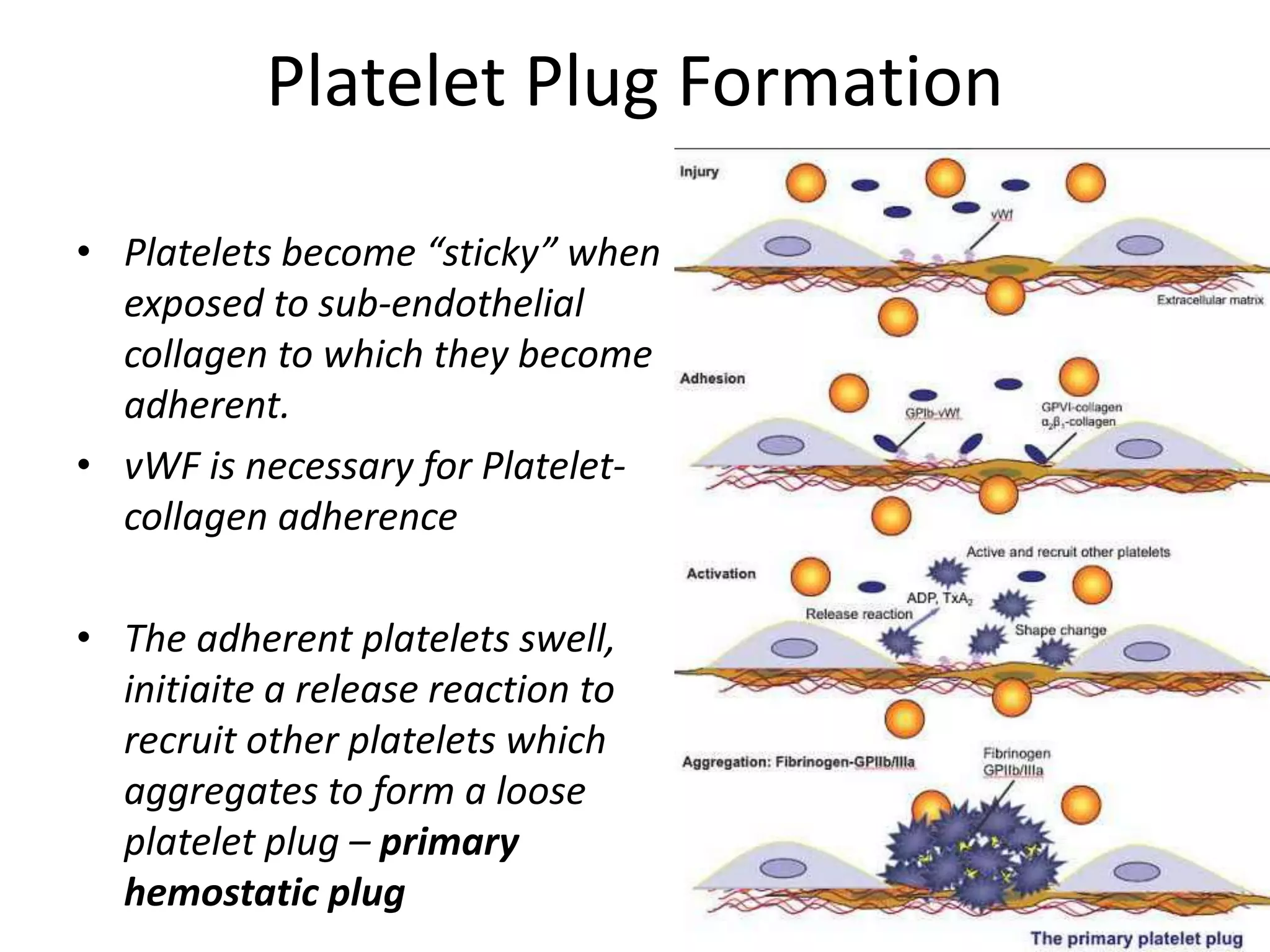 Haemostasis in surgery | PPT