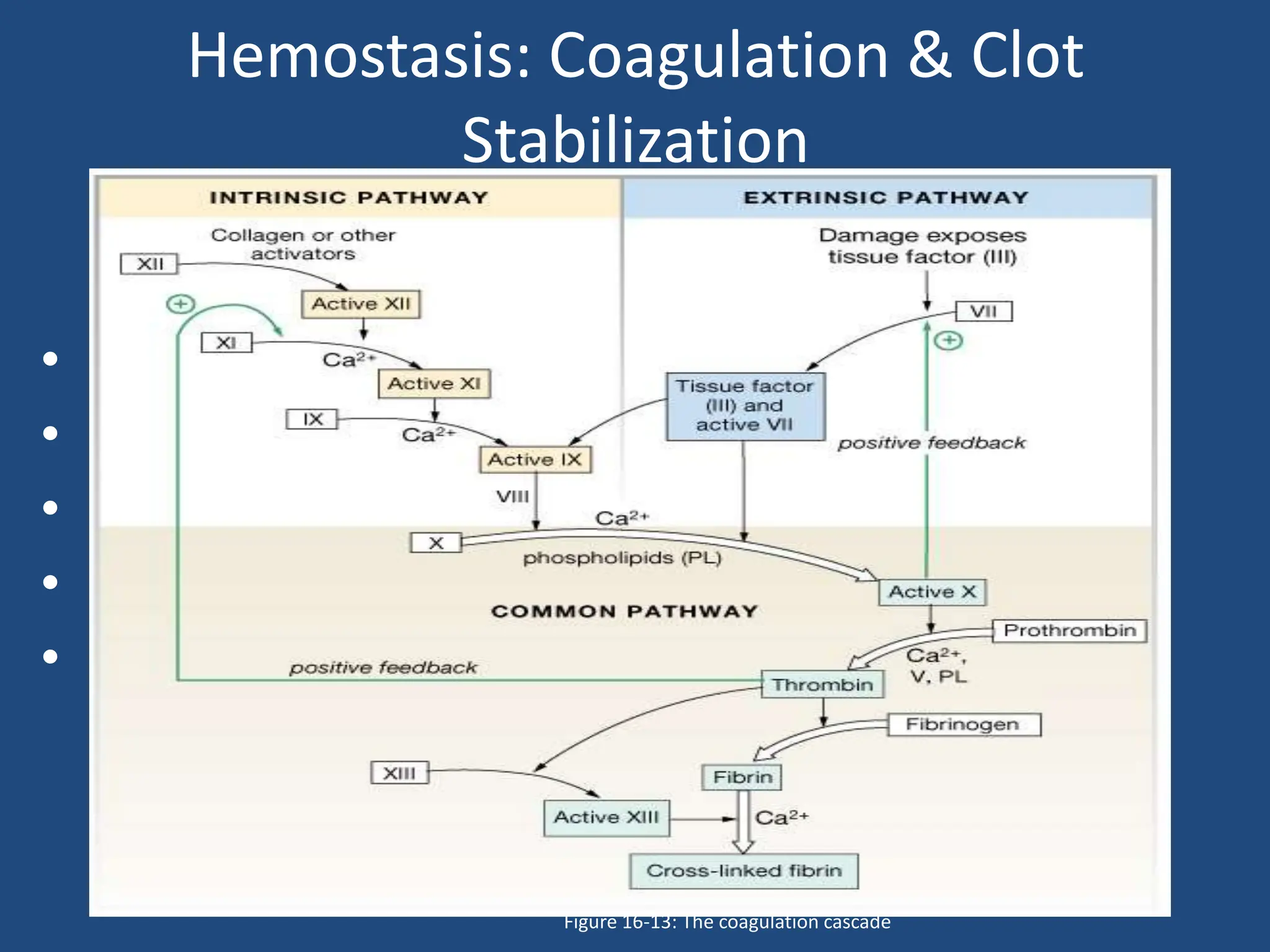 Haemostasis and bleeding disorders for students | PPT