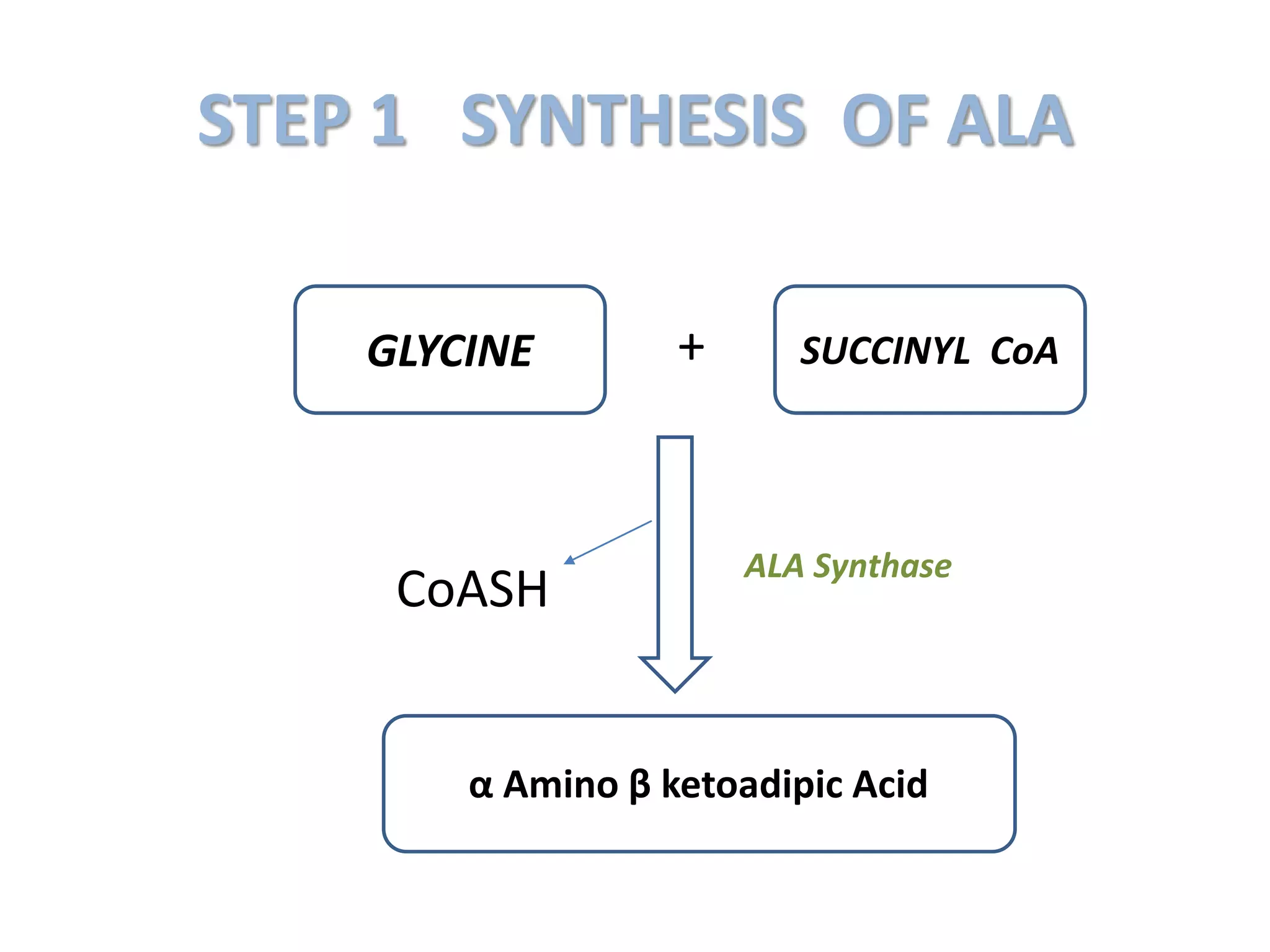Haem synthesis and porphyria | PPTX