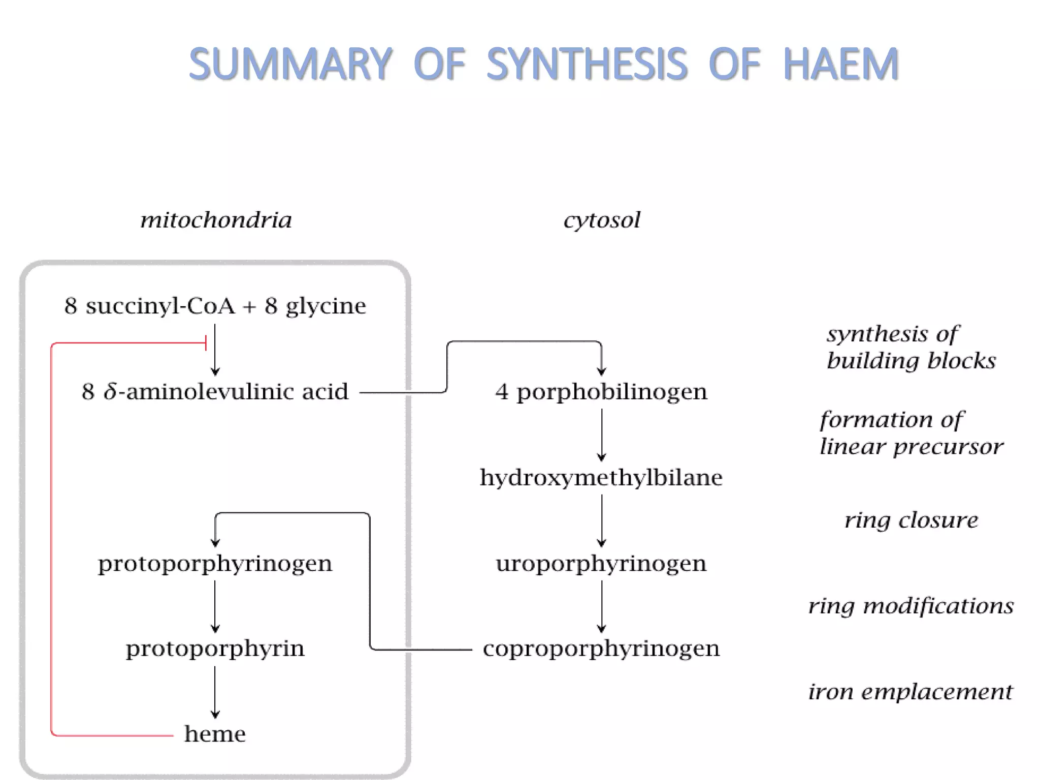 Haem synthesis and porphyria | PPTX | Blood Disorders | Diseases and ...