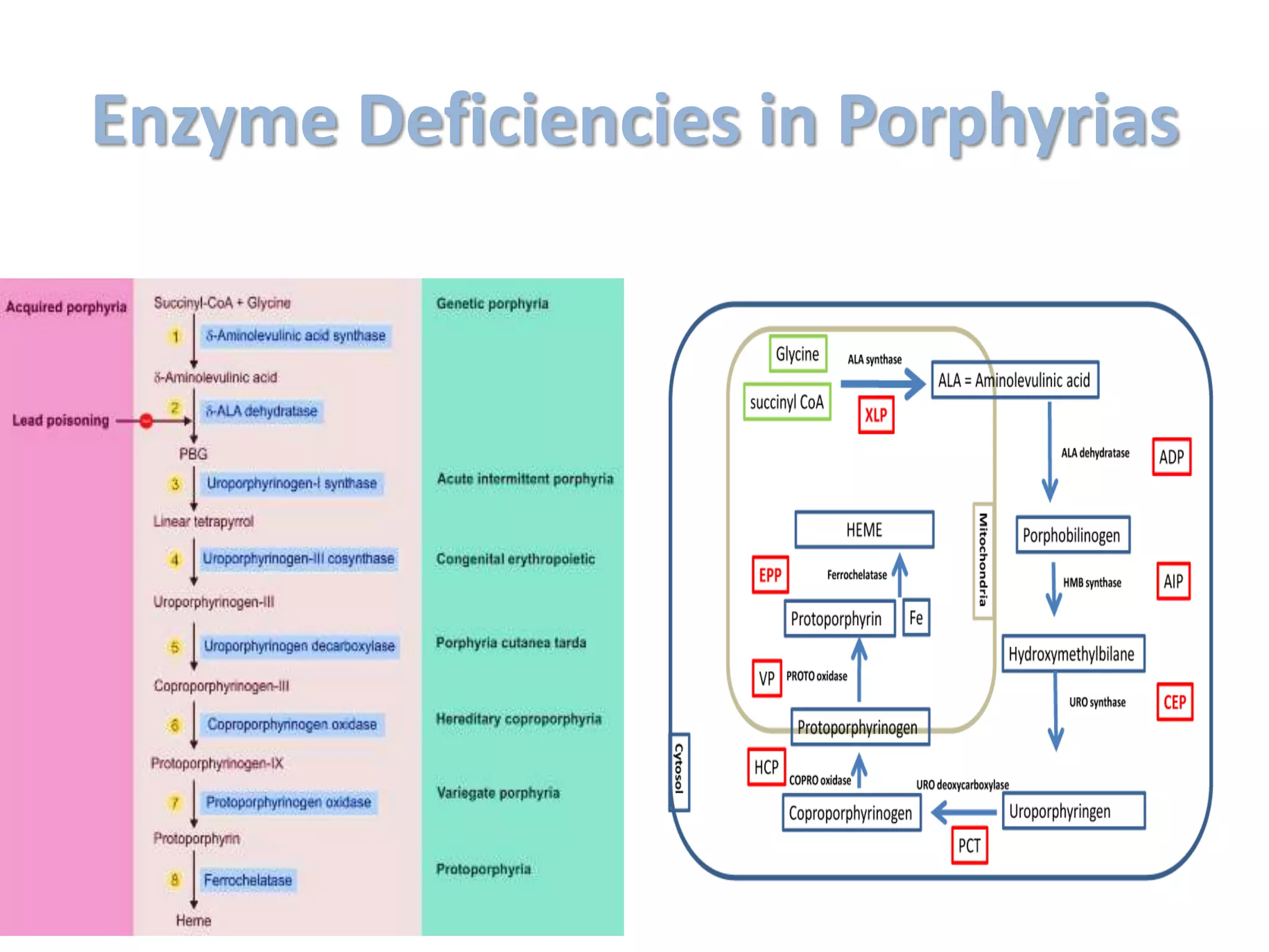 Haem synthesis and porphyria | PPTX
